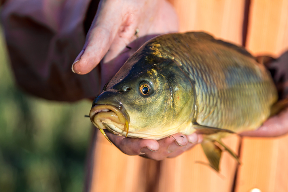 Mit einer Fischschuppe zum Eurojackpot-Glück - entdecke-SACHSENLOTTO.de ...